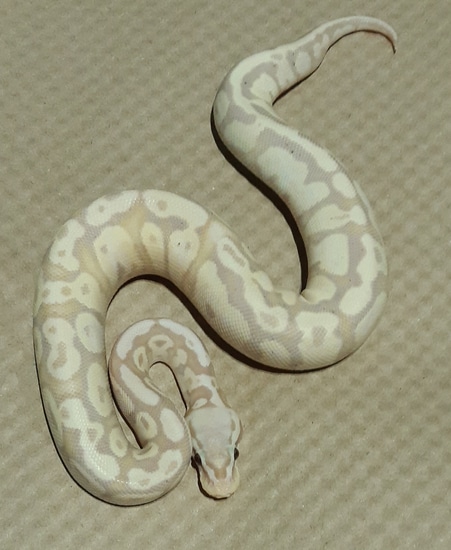 Cb21 Banana Super Pastel Male Ball Python by Massey's Morphs