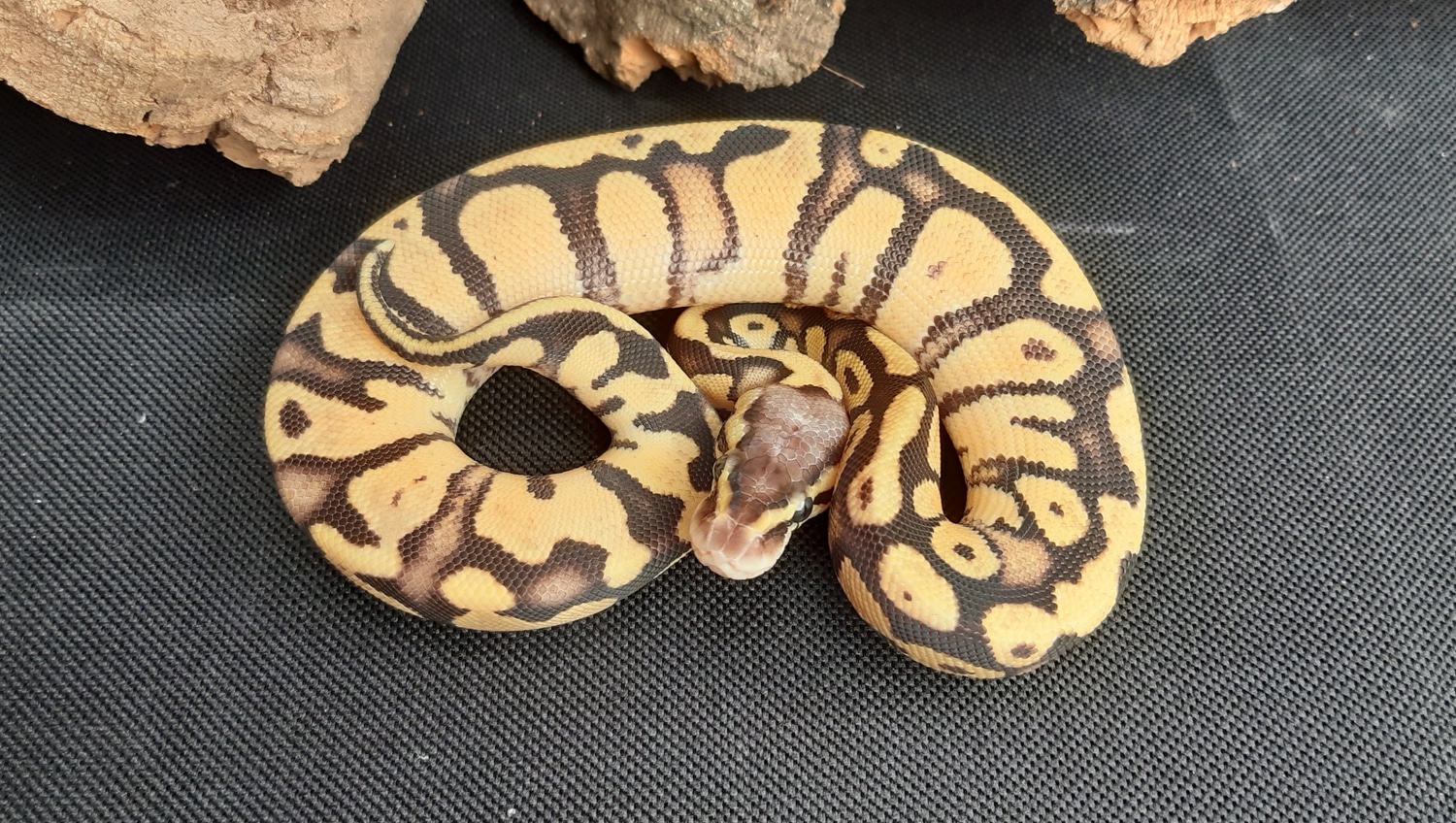 FireFly {Pastel,Fire) Ball Python by Massey's Morphs - MorphMarket