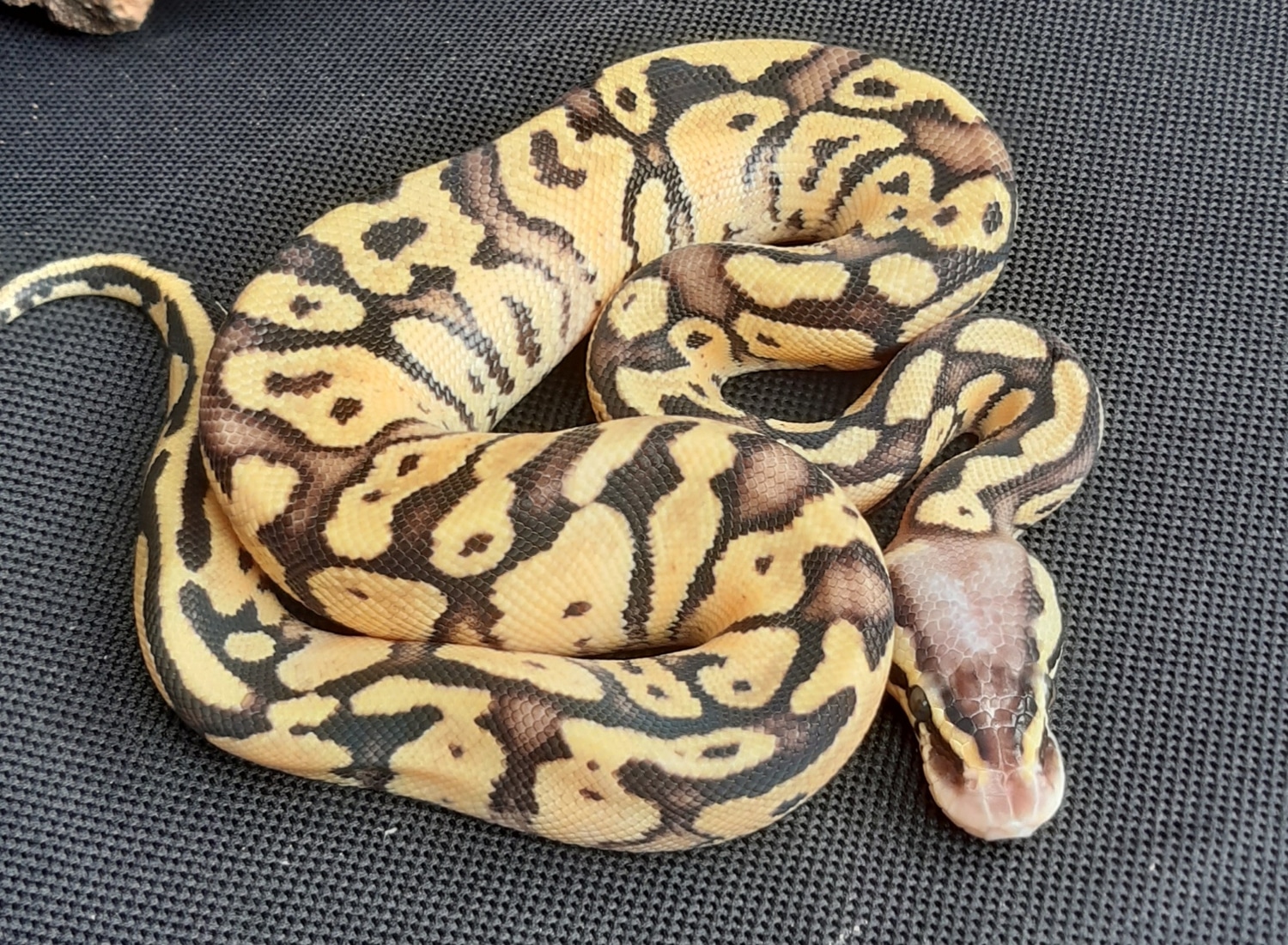 FireFly Ball Python by Massey's Morphs - MorphMarket