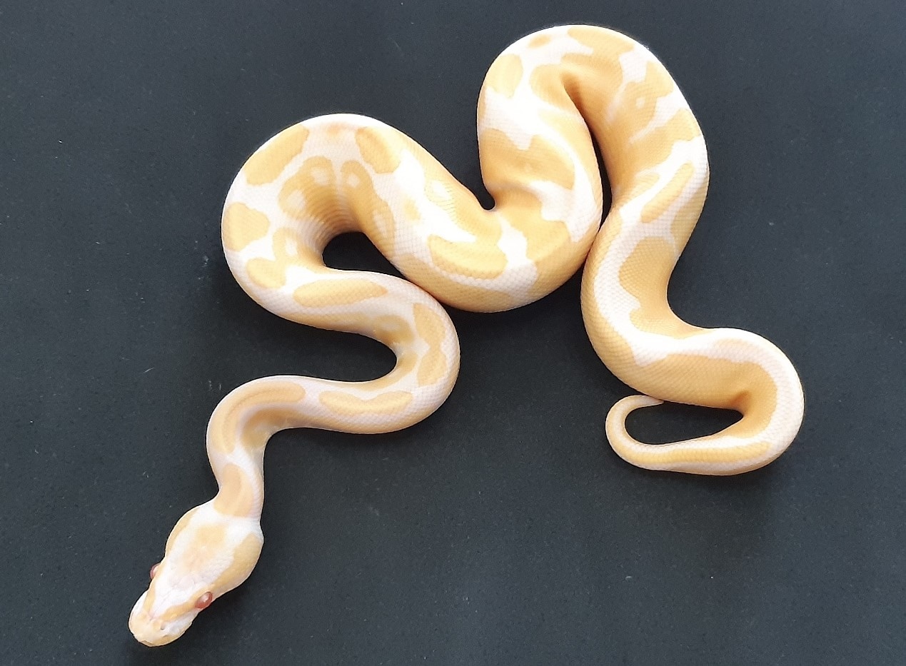 Albino Het Pied Ball Python by Massey's Morphs - MorphMarket