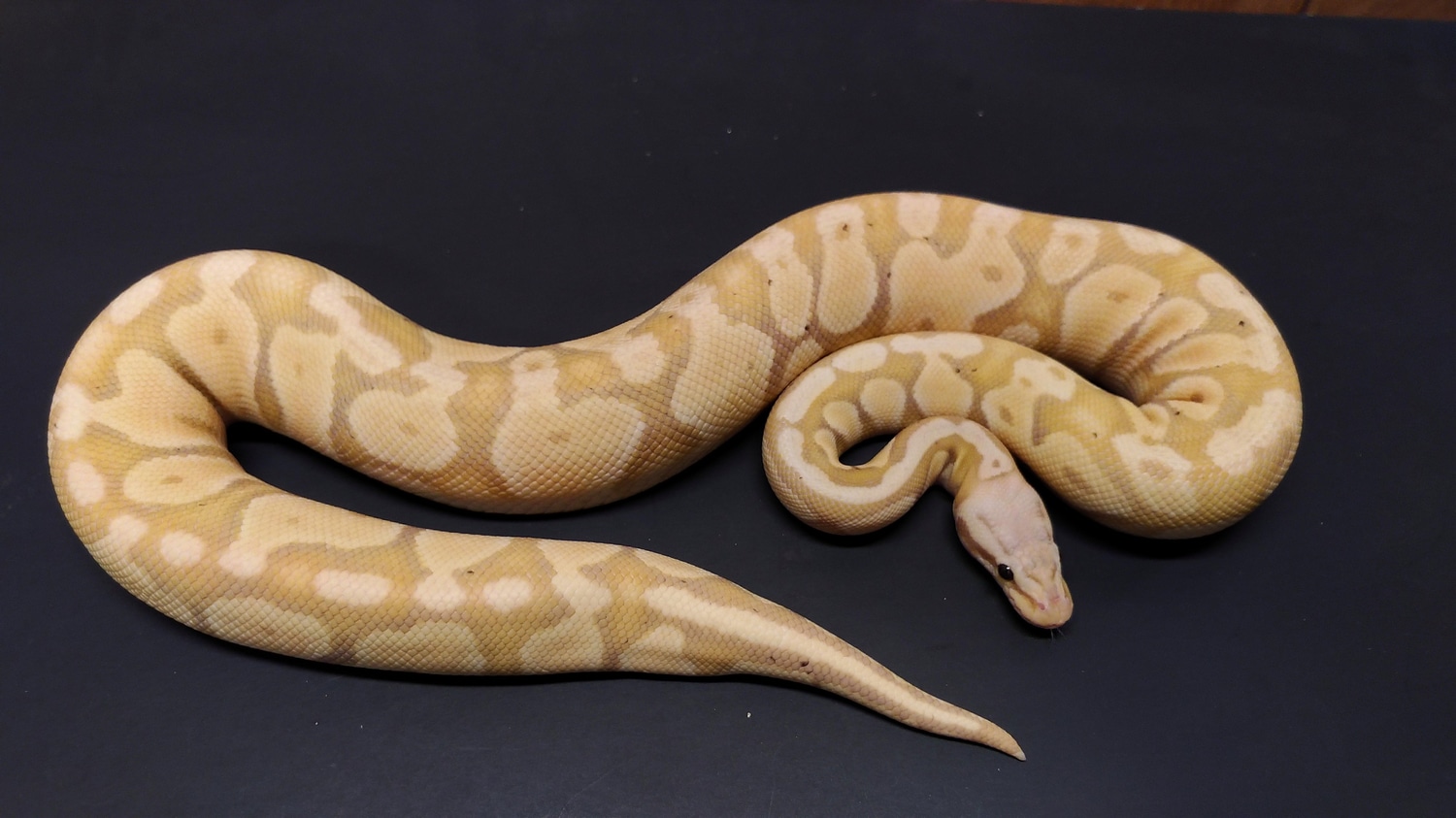Super Pastel Banana Ball Python by HB Reptiles - MorphMarket