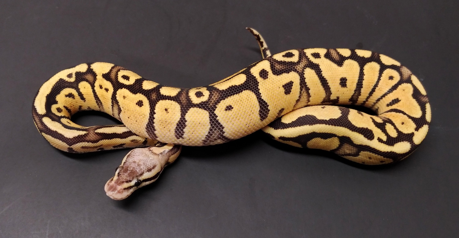 Pastel Fire/Vanilla Ball Python by HB Reptiles - MorphMarket