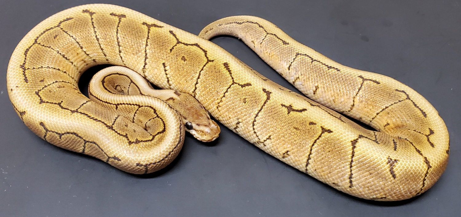 Spinner DH Ultramel/Ghost Ball Python by HB Reptiles - MorphMarket