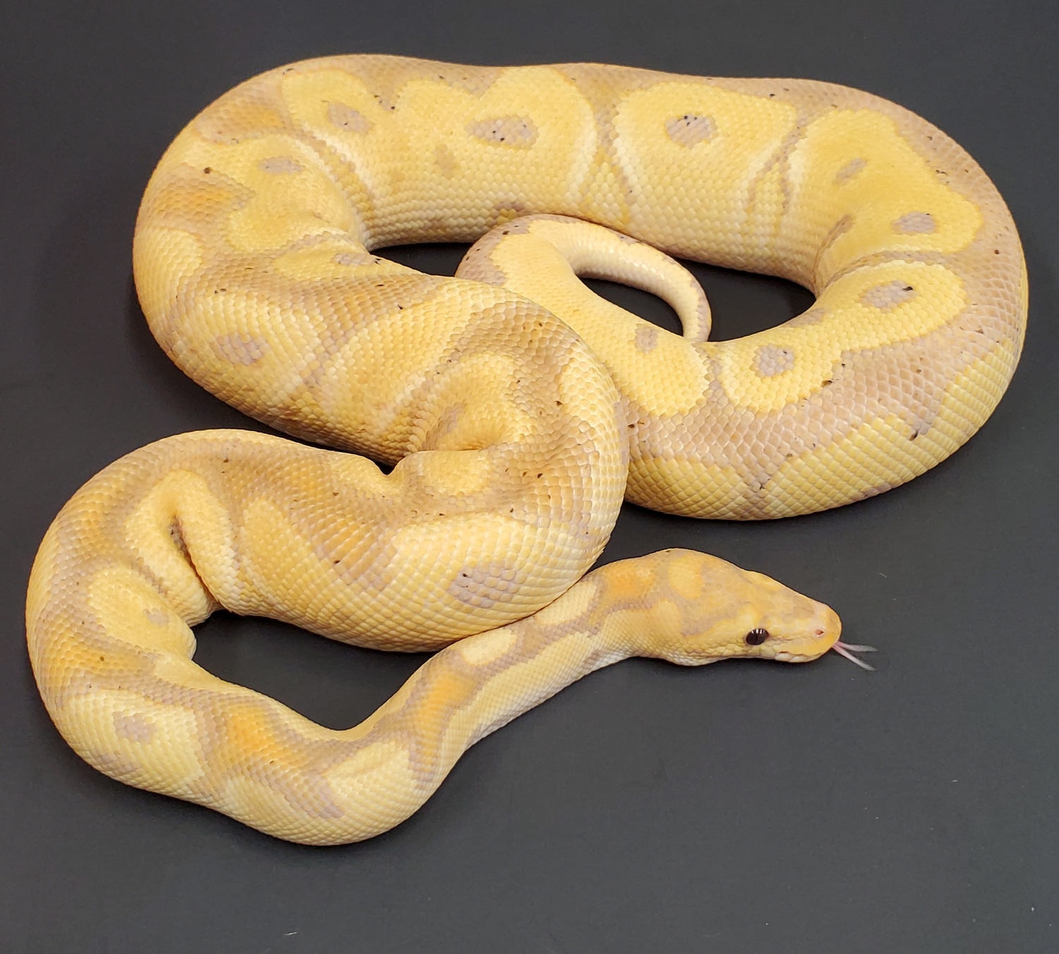 Coral Glow Clown Ball Python by HB Reptiles - MorphMarket