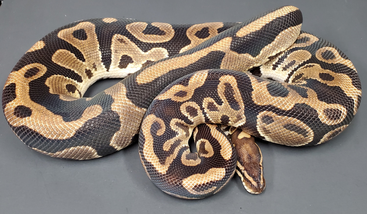 Leopard Het Albino Ball Python by HB Reptiles - MorphMarket