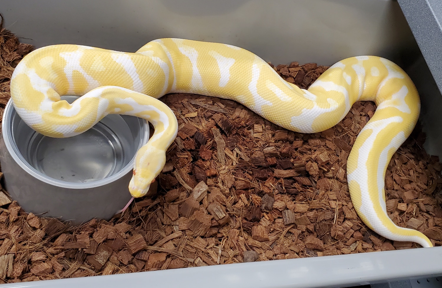 Leopard Albino Ball Python by HB Reptiles - MorphMarket