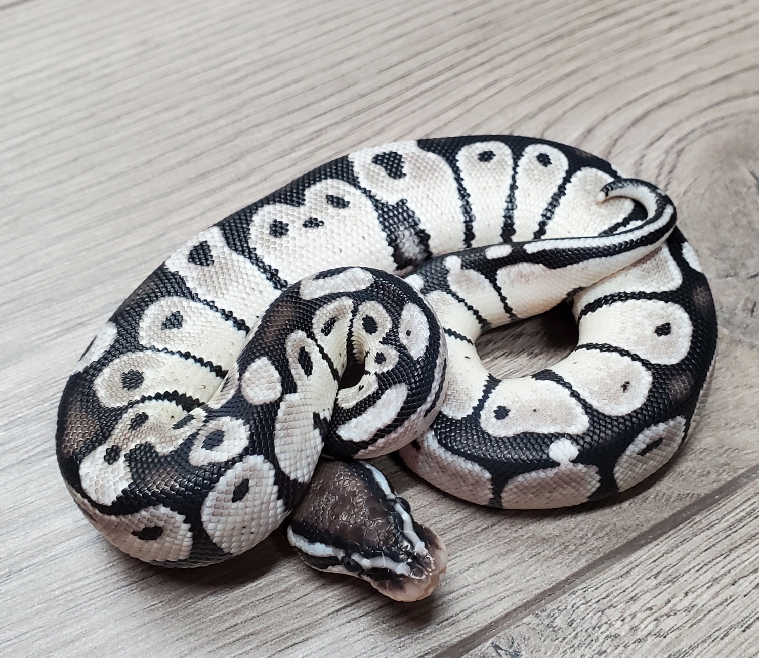 Pastel VPI Axanthic Ball Python by HB Reptiles - MorphMarket