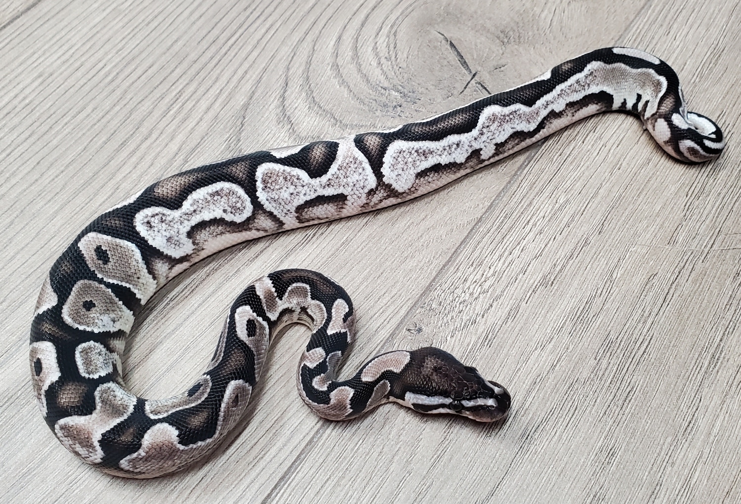 Calico VPI Axanthic 50% Het Albino Ball Python by HB Reptiles - MorphMarket