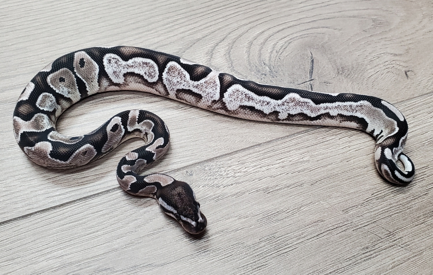 Calico VPI Axanthic 50% Het Albino Ball Python by HB Reptiles - MorphMarket