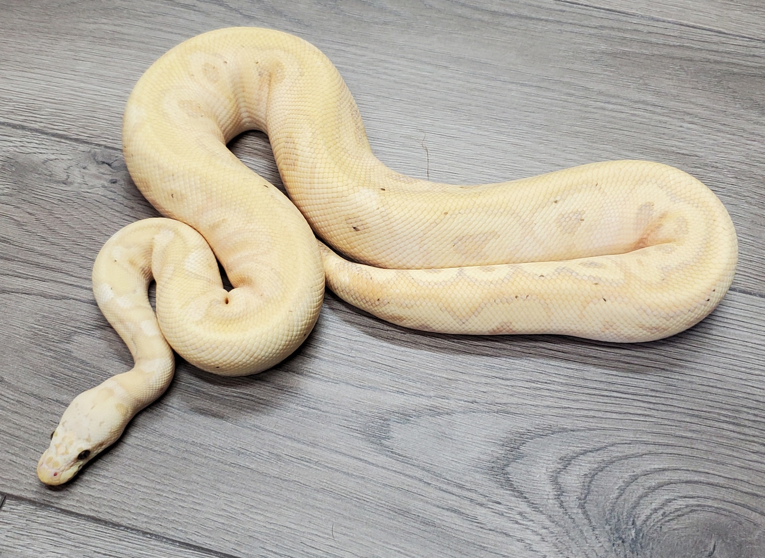 Pastel Coral Glow Stranger Clown 50% Het Moray/Monsoon (Female Maker ...