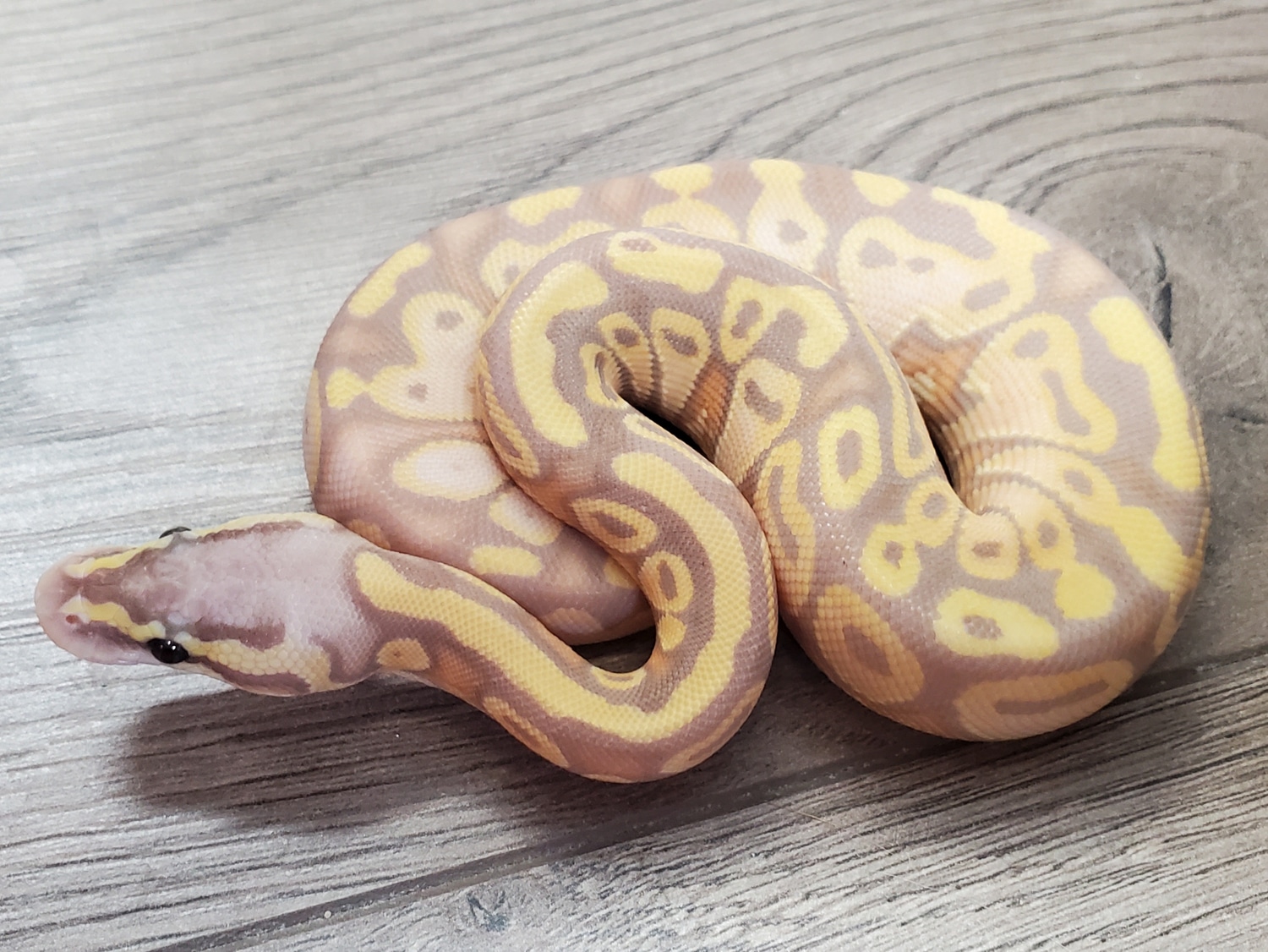 Pastel Coral Glow Het Clown Ball Python by HB Reptiles - MorphMarket