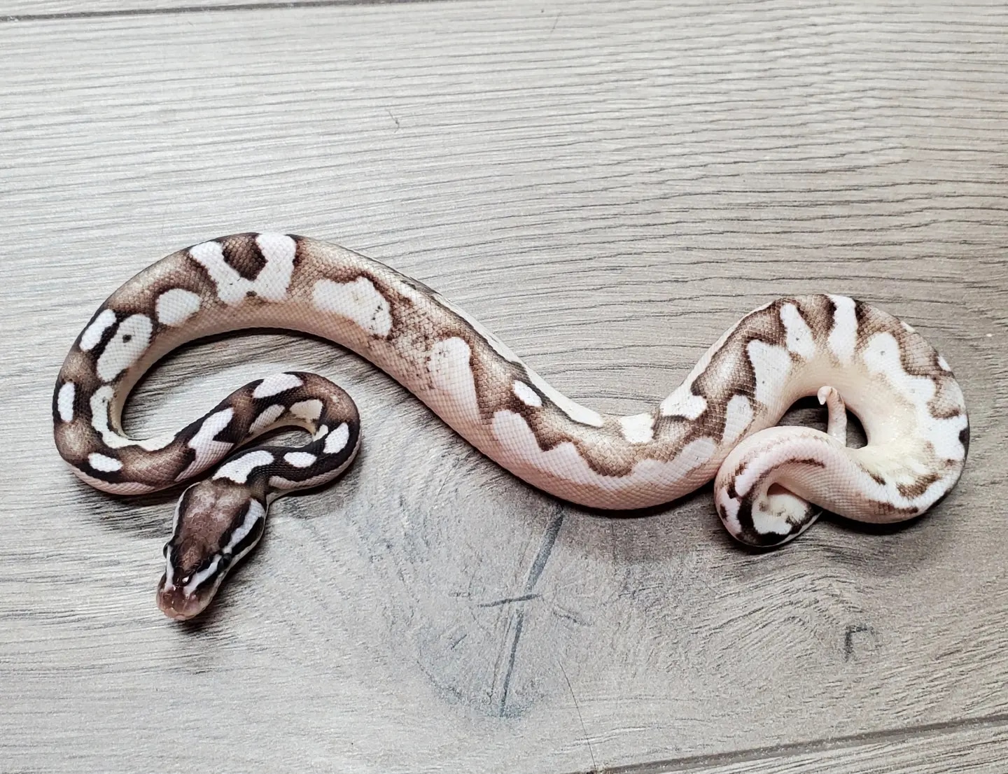 Firefly Calico VPI Axanthic 50% Het Albino Ball Python by HB Reptiles ...