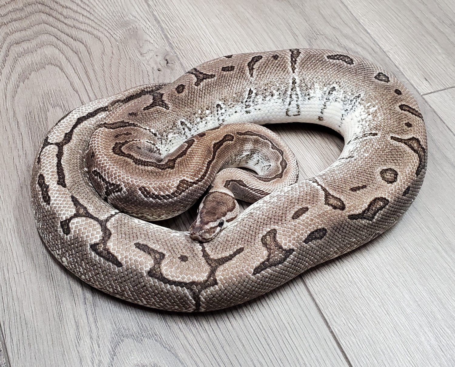 Enchi Pin VPI Axanthic Ball Python by HB Reptiles - MorphMarket