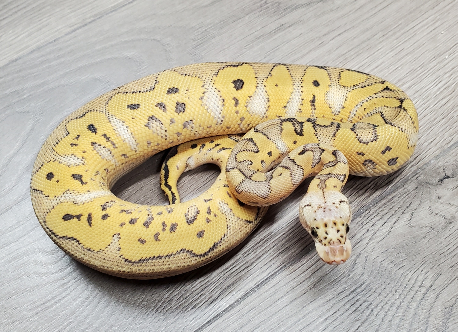 Super Pastel Clown Het Puzzle Ball Python by HB Reptiles - MorphMarket