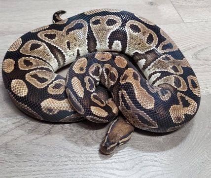 Firefly Calico VPI Axanthic 50% Het Albino Ball Python by HB Reptiles ...