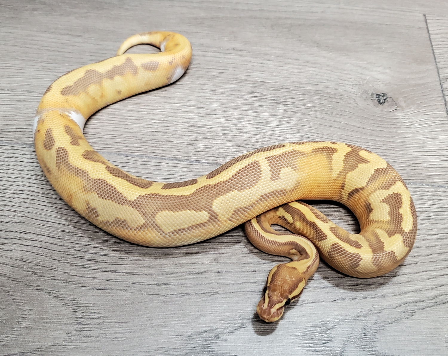 Ultramel Pied Ball Python by HB Reptiles - MorphMarket