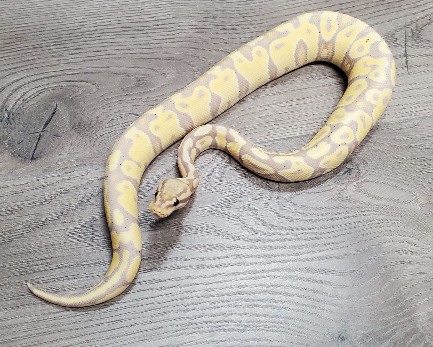 Super Pastel Coral Glow Het Clown Het Hypo *FREE Shipping* Ball Python ...