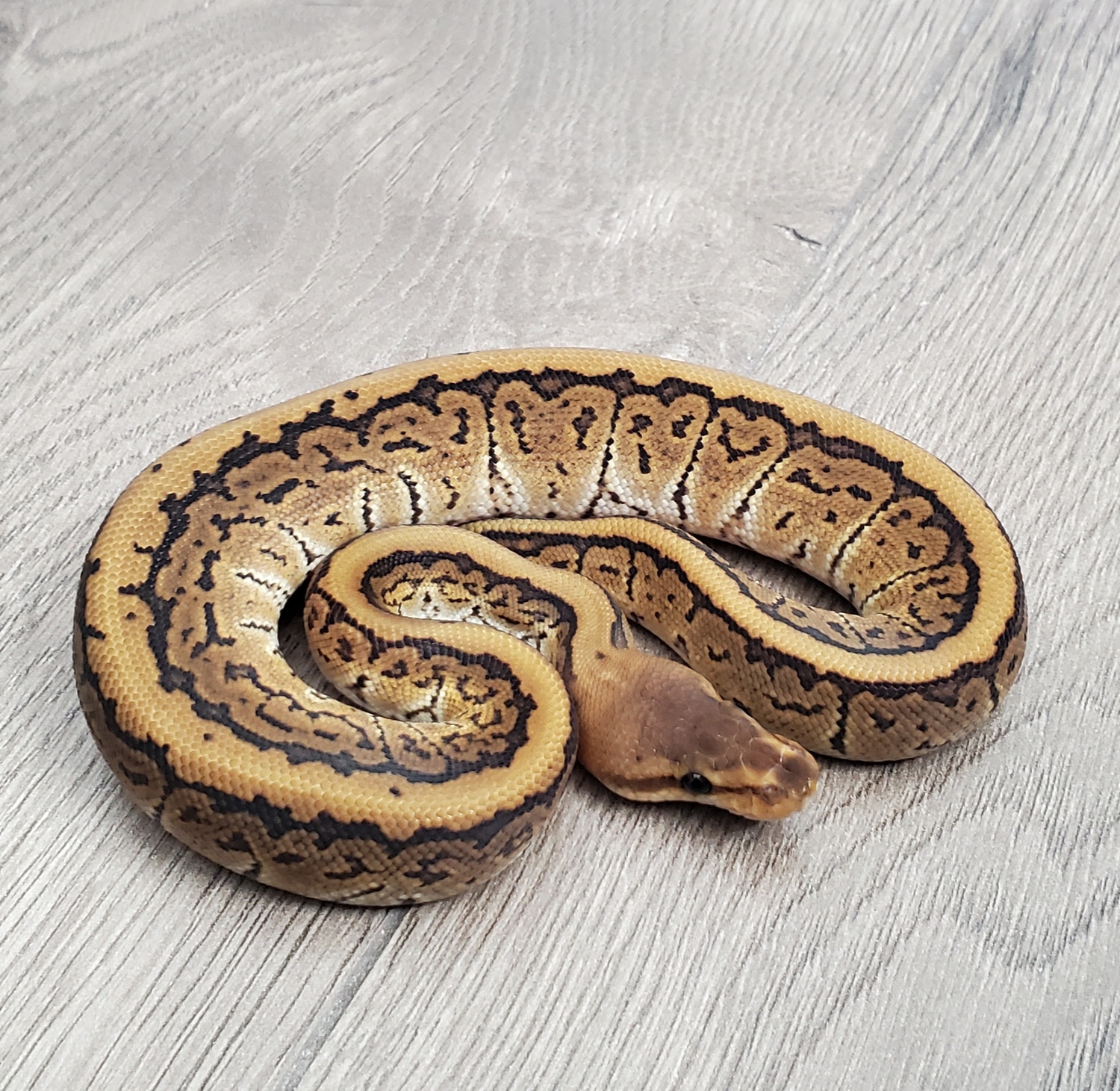 Redhead Pin Het Clown Het Hypo *FREE Shipping* Ball Python by HB ...
