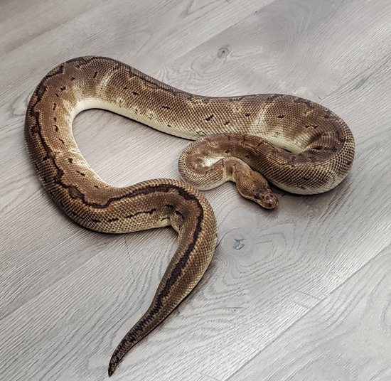 Proven Pin Clown *FREE Shipping* Ball Python by HB Reptiles
