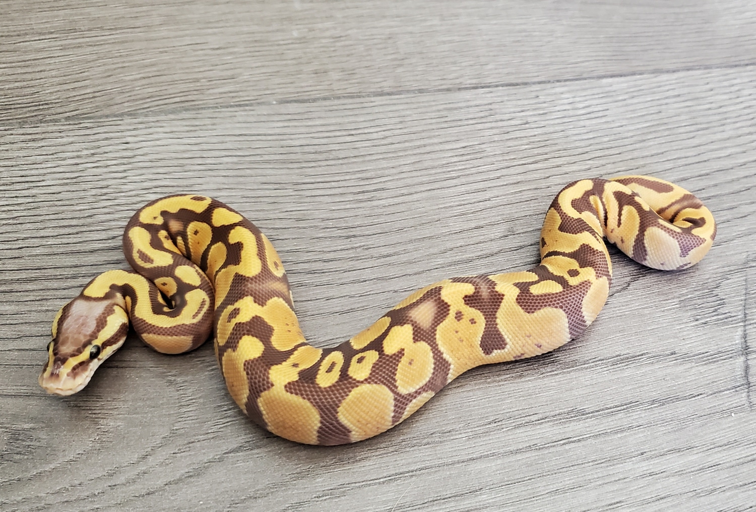 Pastel Pos Super Ultramel Het Pied 50% Het Caramel *FREE Shipping* Ball ...