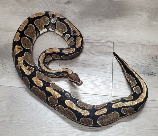 Proven Normal Het Sunset Het DG Ball Python by HB Reptiles