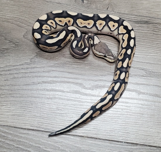 Cinny Desert Ghost Het Sunset Ball Python by HB Reptiles