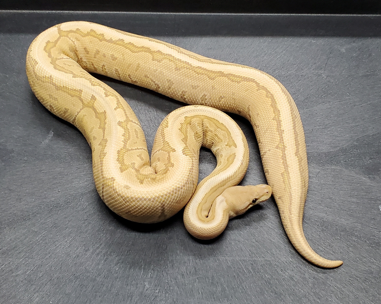 Cinnapin Ultramel Het Hypo *FREE Shipping Ball Python by HB Reptiles ...