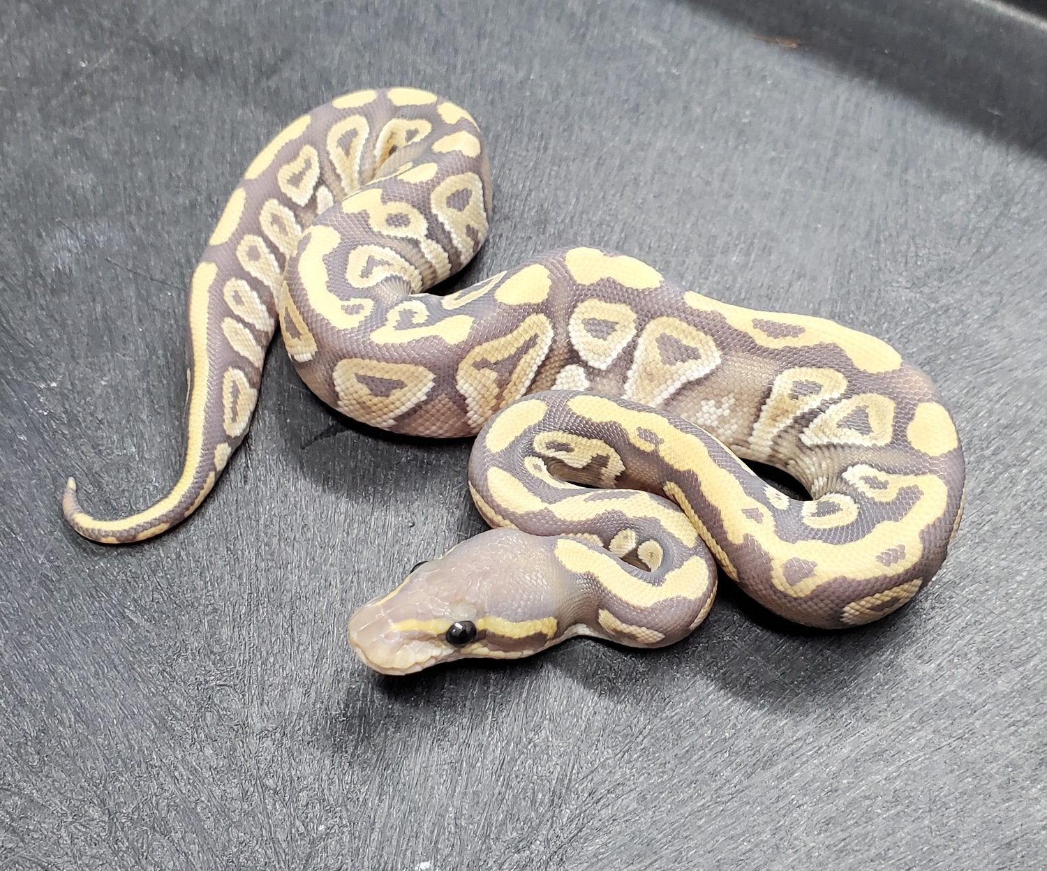 Mojave Hypo Het Ultramel *FREE Shipping* Ball Python by HB Reptiles ...