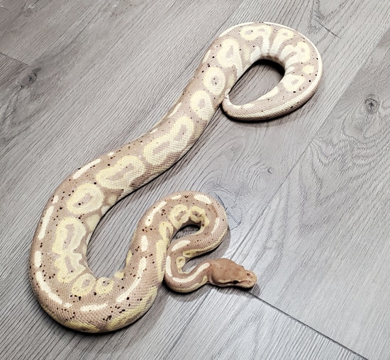 Coral Glow Cinny Het Sunset Ball Python by HB Reptiles