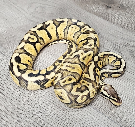 Super Pastel (OD) Het Ultramel Het Clown 50% Het Pied 50% Het Caramel ...