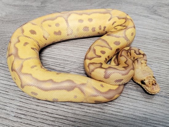 Pastel Ultramel Clown 66% Het Caramel Ball Python by HB Reptiles
