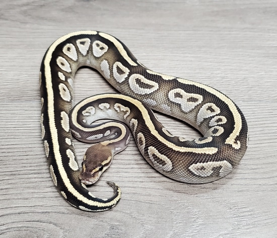 RedHead Mojave Het Hypo 50% Het G-stripe Ball Python by HB Reptiles