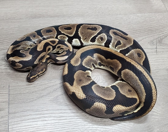 Leopard 50% Het Sunset Ball Python by HB Reptiles