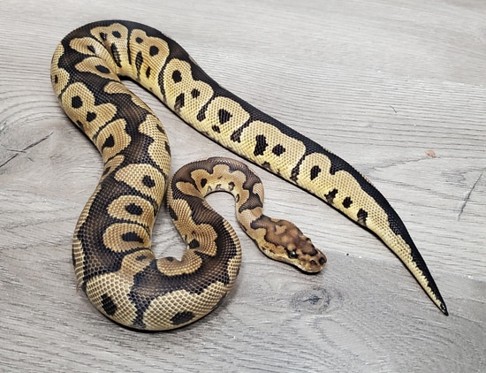 Clown Het Ultramel 50% Het Pied 66% Het Caramel Ball Python by HB Reptiles