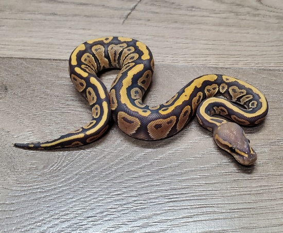 Redhead Hypo Ball Python by HB Reptiles