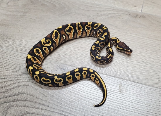 OD YB Hurricane Ball Python by HB Reptiles