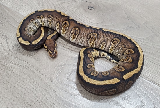 Red Stripe Stranger DH Ultramel Cryptic Ball Python by HB Reptiles