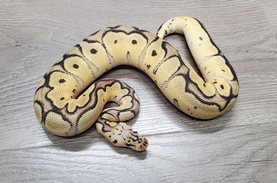 Pastel HI OD Clown Het Ultramel Het Pied 50% Het Caramel Ball Python by ...
