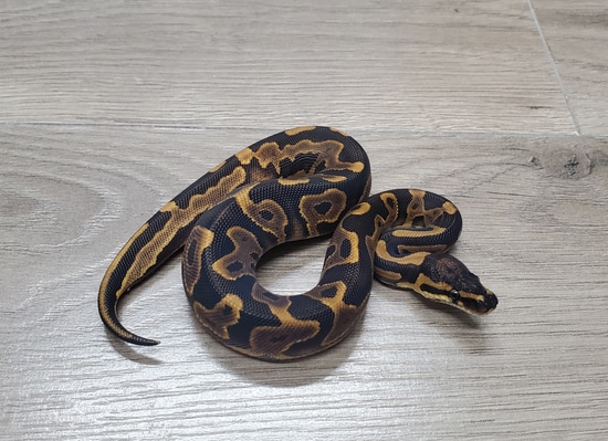 Leopard (OD) Calico Het Desert Ghost Het VPI Axanthic Ball Python by HB ...