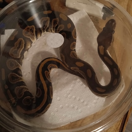 B.M. Python Exotic Lair - MorphMarket