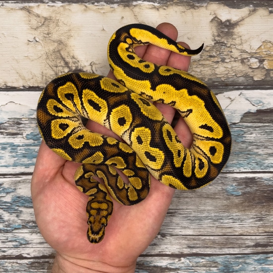 High Intensity Orange Dream Gravel Clown Ball Python by Ultimate Pythons