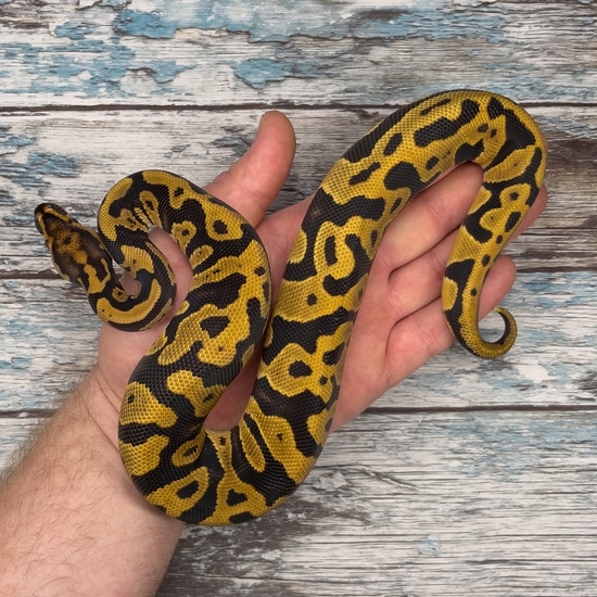Orange Dream Confusion Het Clown Ball Python by Ultimate Pythons