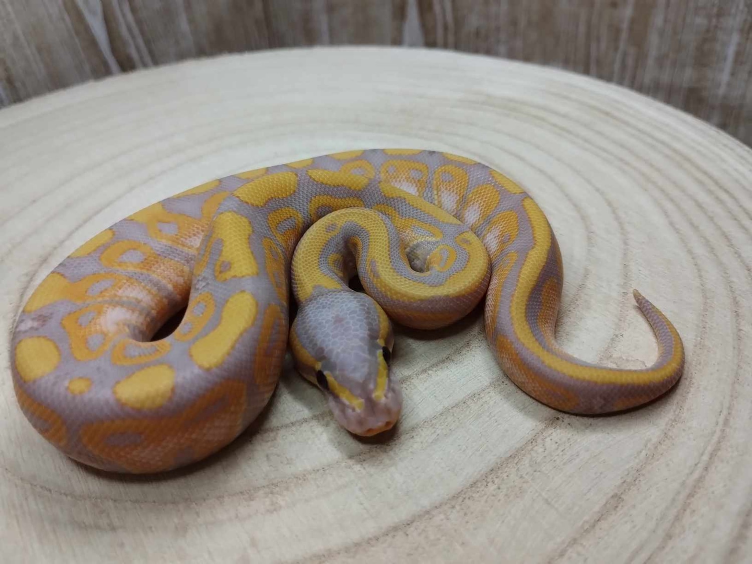 Banana Pastel Ball Python by D Family Reptiles Breeding - MorphMarket