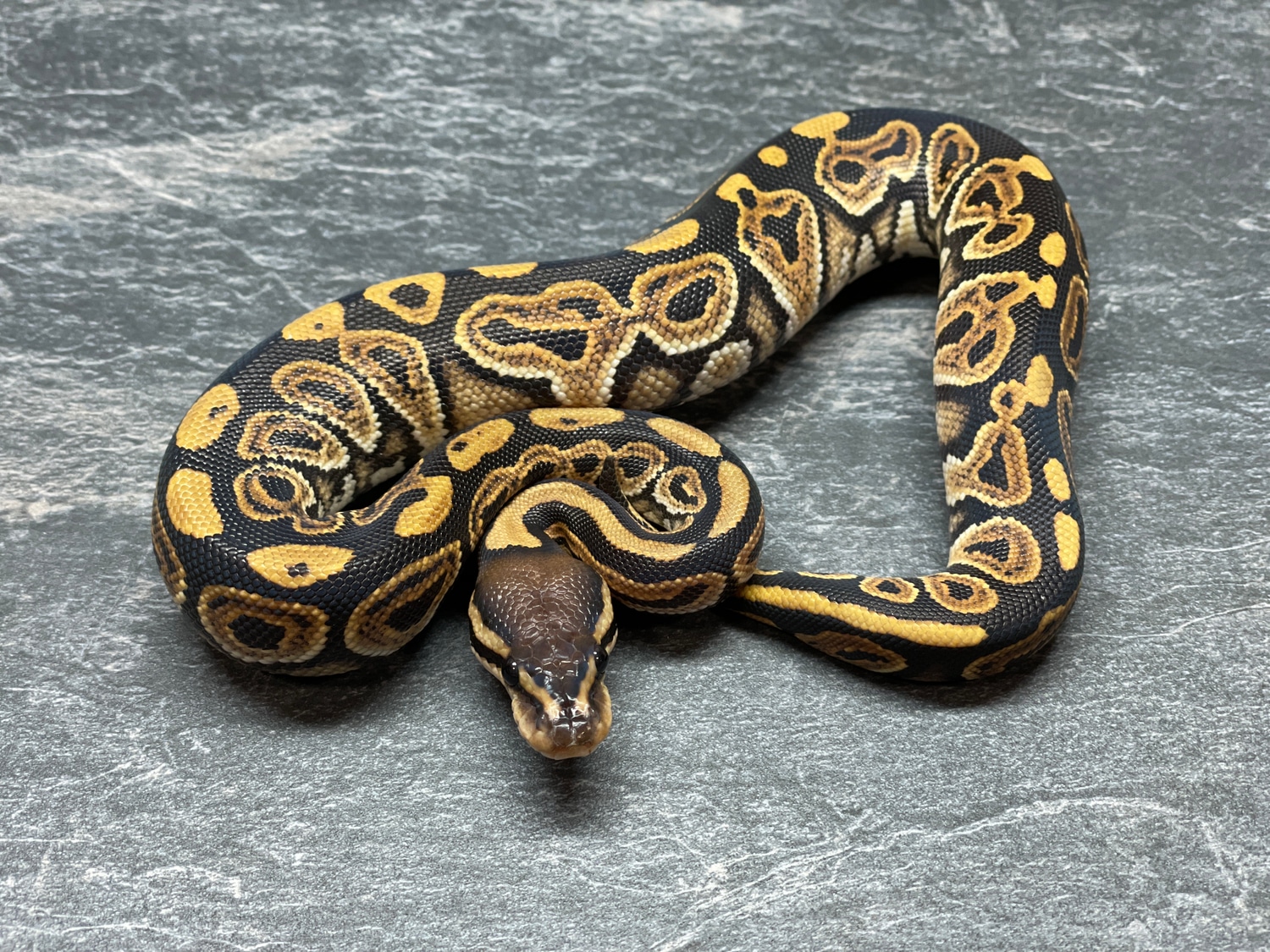 Black Pastel Double Het Hypo Clown Ball Python by LEVEL Ball Python ...