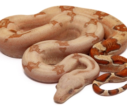 RC VPI T+ Diamond/Super Fire Boa Constrictor by Matlock Morphs ...