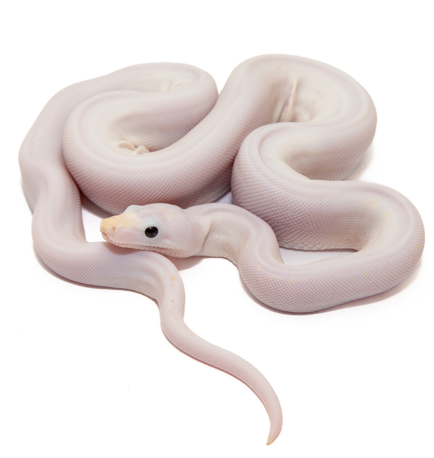 RC Het VPI T+ Diamond/Super Fire Boa Constrictor by Matlock Morphs ...