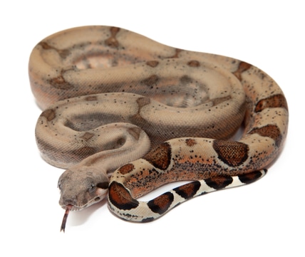 RC Het VPI T+ Diamond/Super Fire Boa Constrictor by Matlock Morphs ...