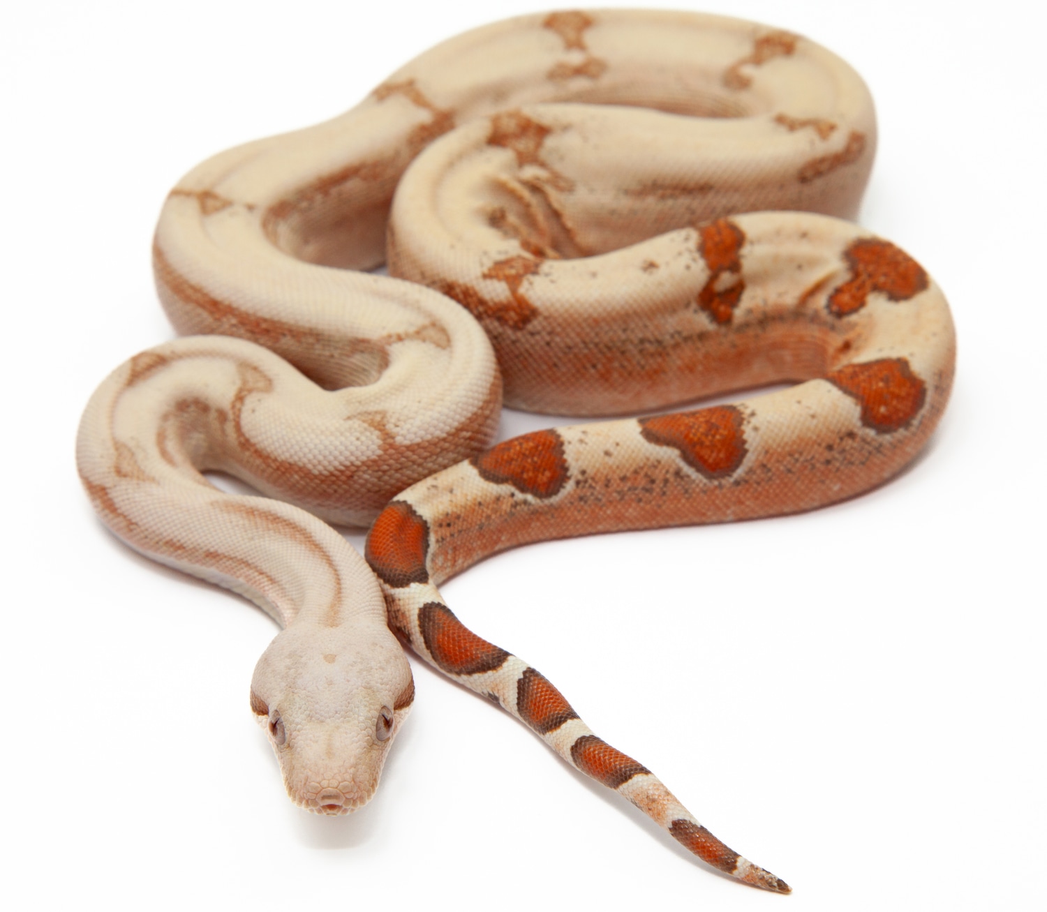 RC VPI T+ Fire Boa Constrictor by Matlock Morphs - MorphMarket