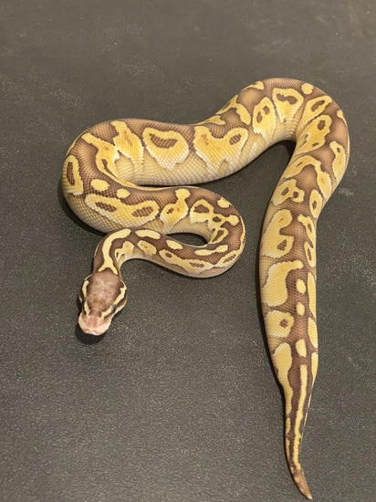 Pastel Lesser Het Ghost Ball Python by Loehr’s Ball Pythons
