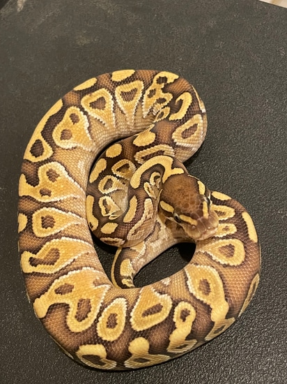 Butter Het Ghost Ball Python by Loehr’s Balls